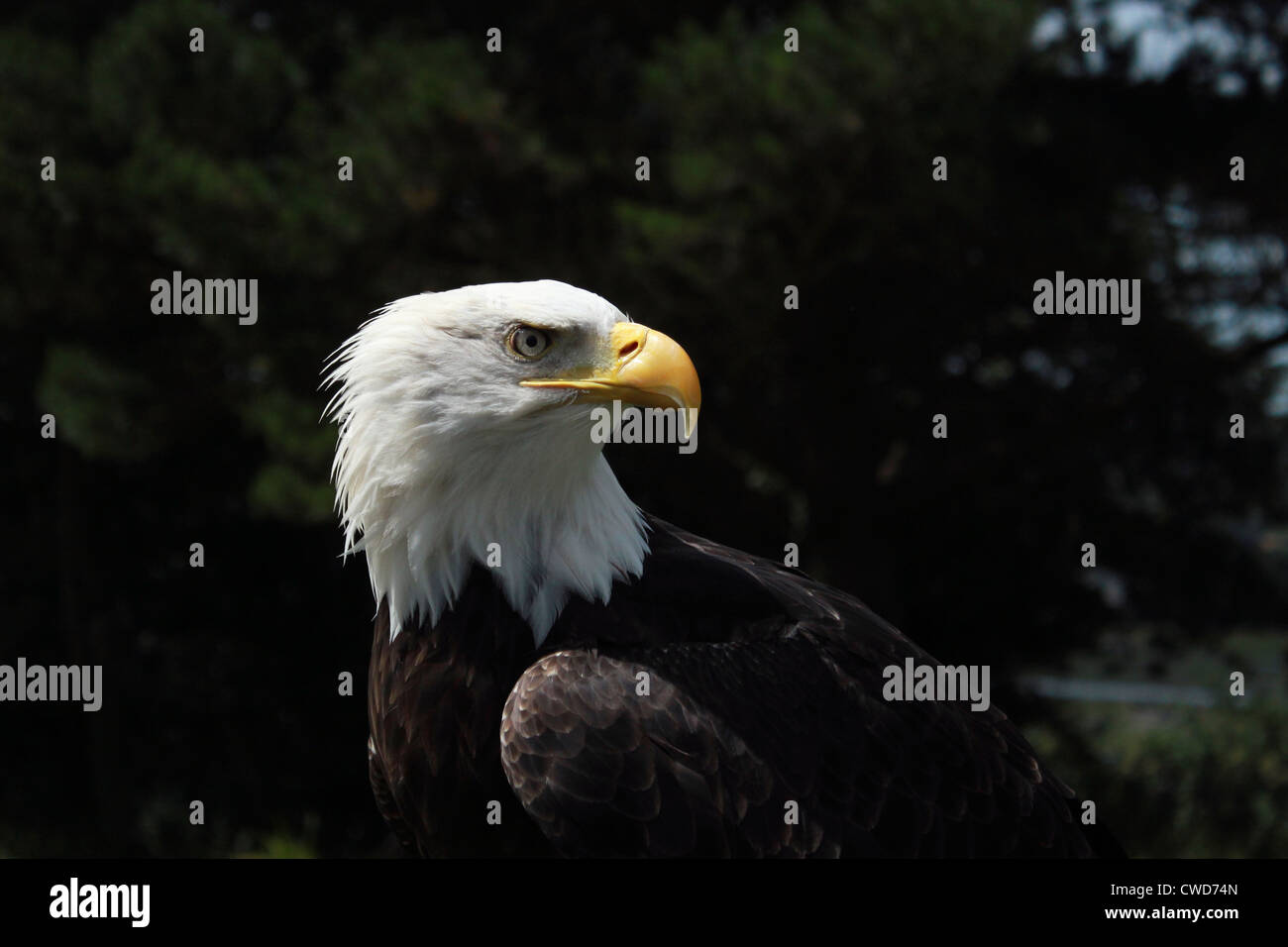 Piebald bird hi-res stock photography and images - Alamy