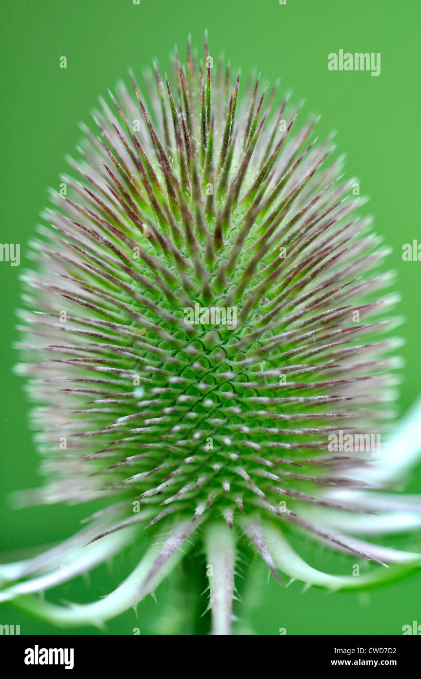 A teasel head UK Stock Photo - Alamy