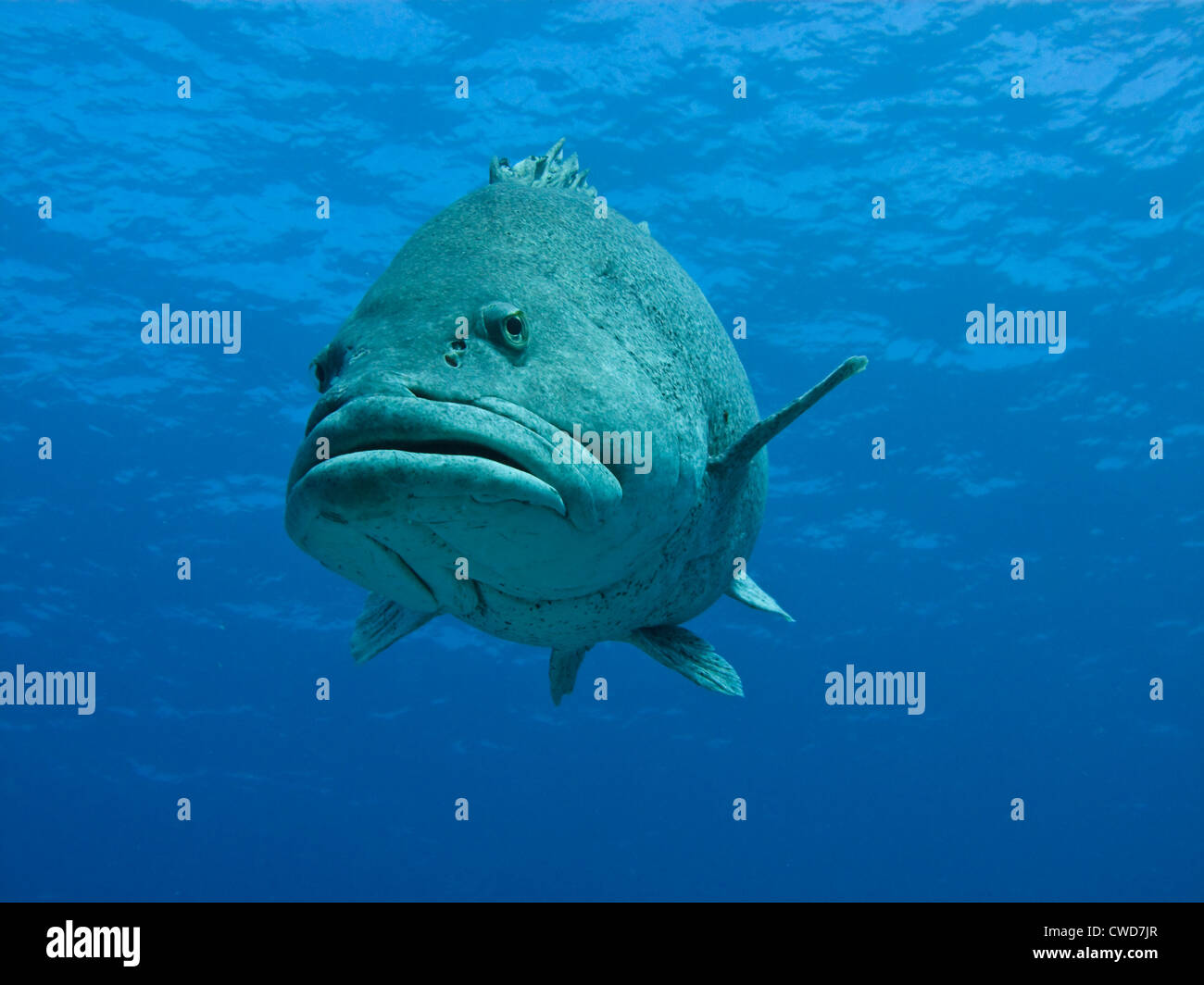 Front view of Isolated Giant Potato cod (Epinephelus tukula) swimming ...
