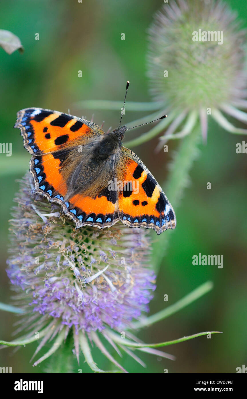small tortoiseshell butterfly Stock Photo - Alamy