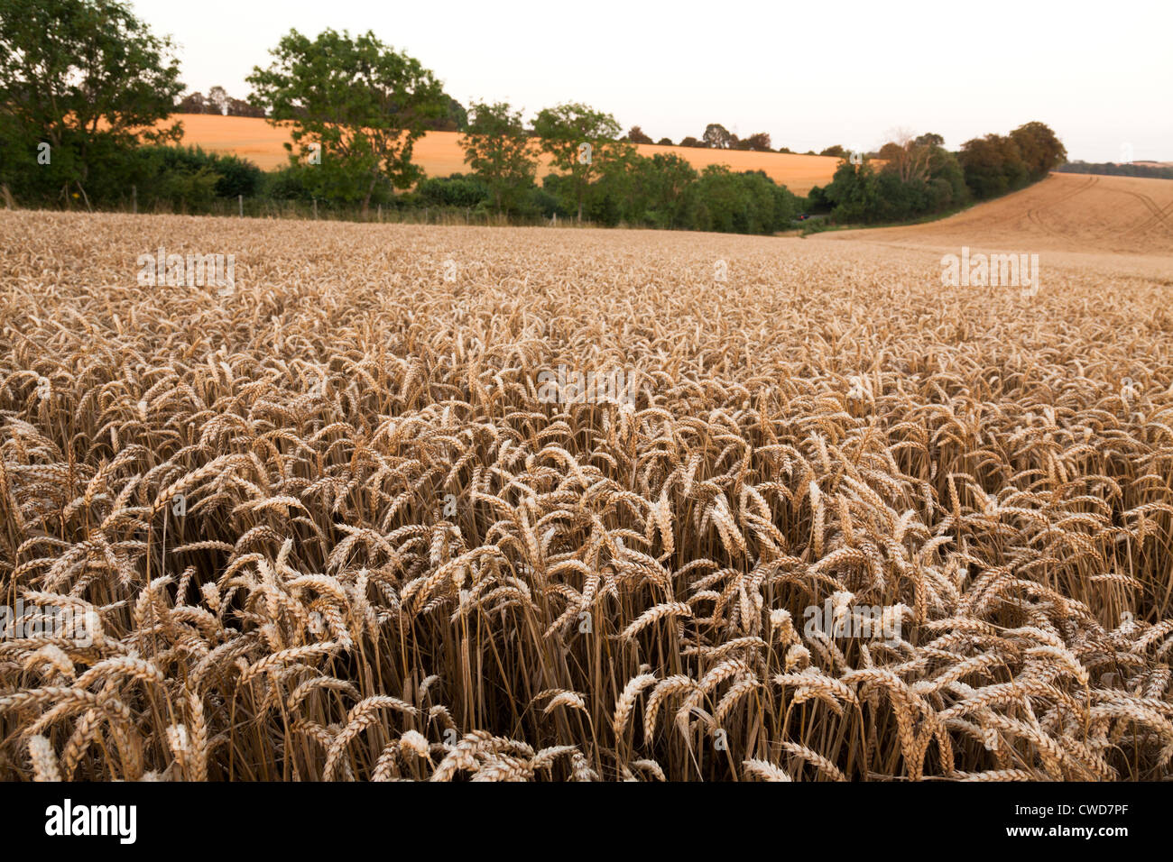 Corn field uk hi-res stock photography and images - Alamy
