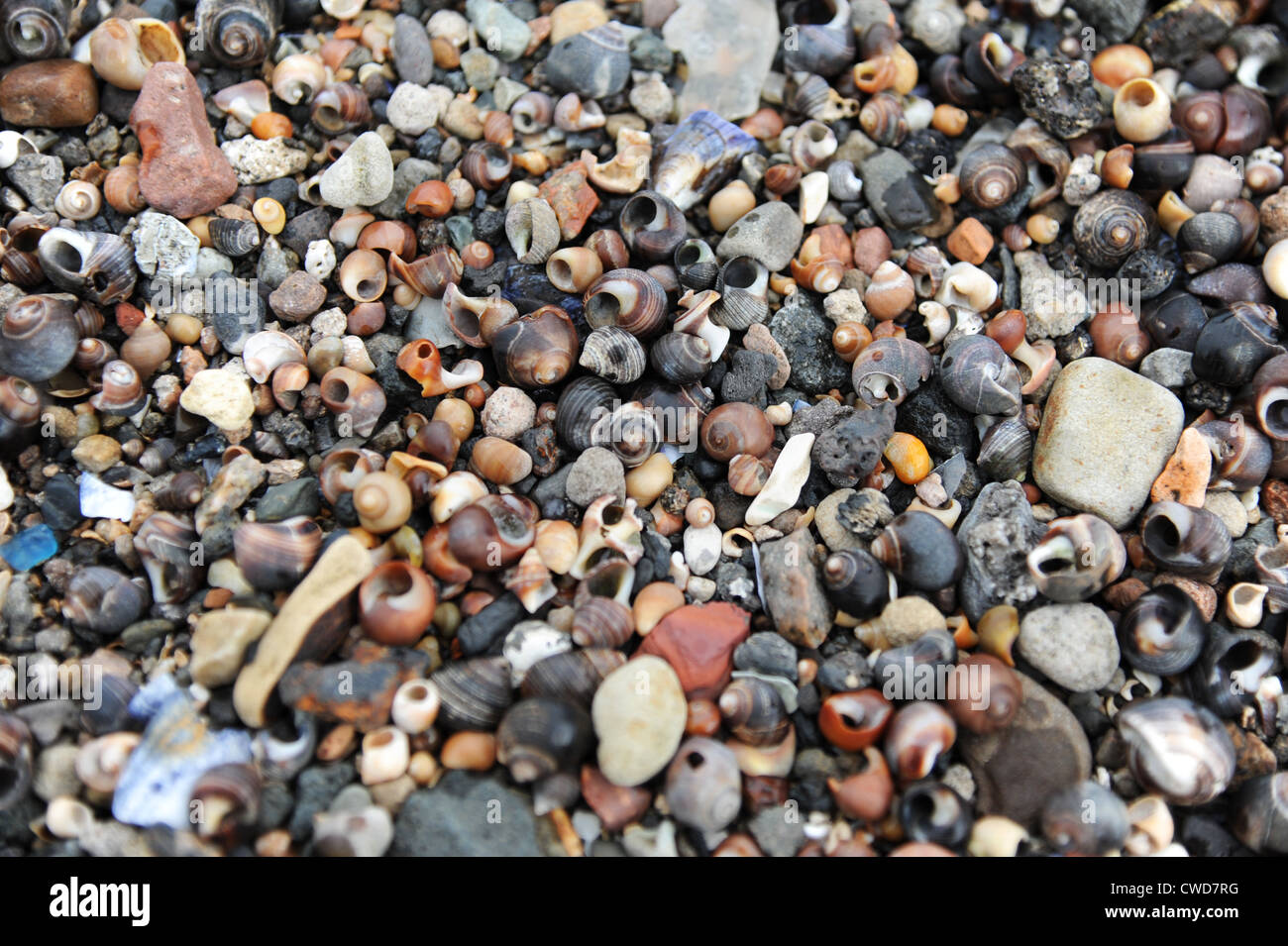 Shells on a Scottish beach Stock Photo - Alamy
