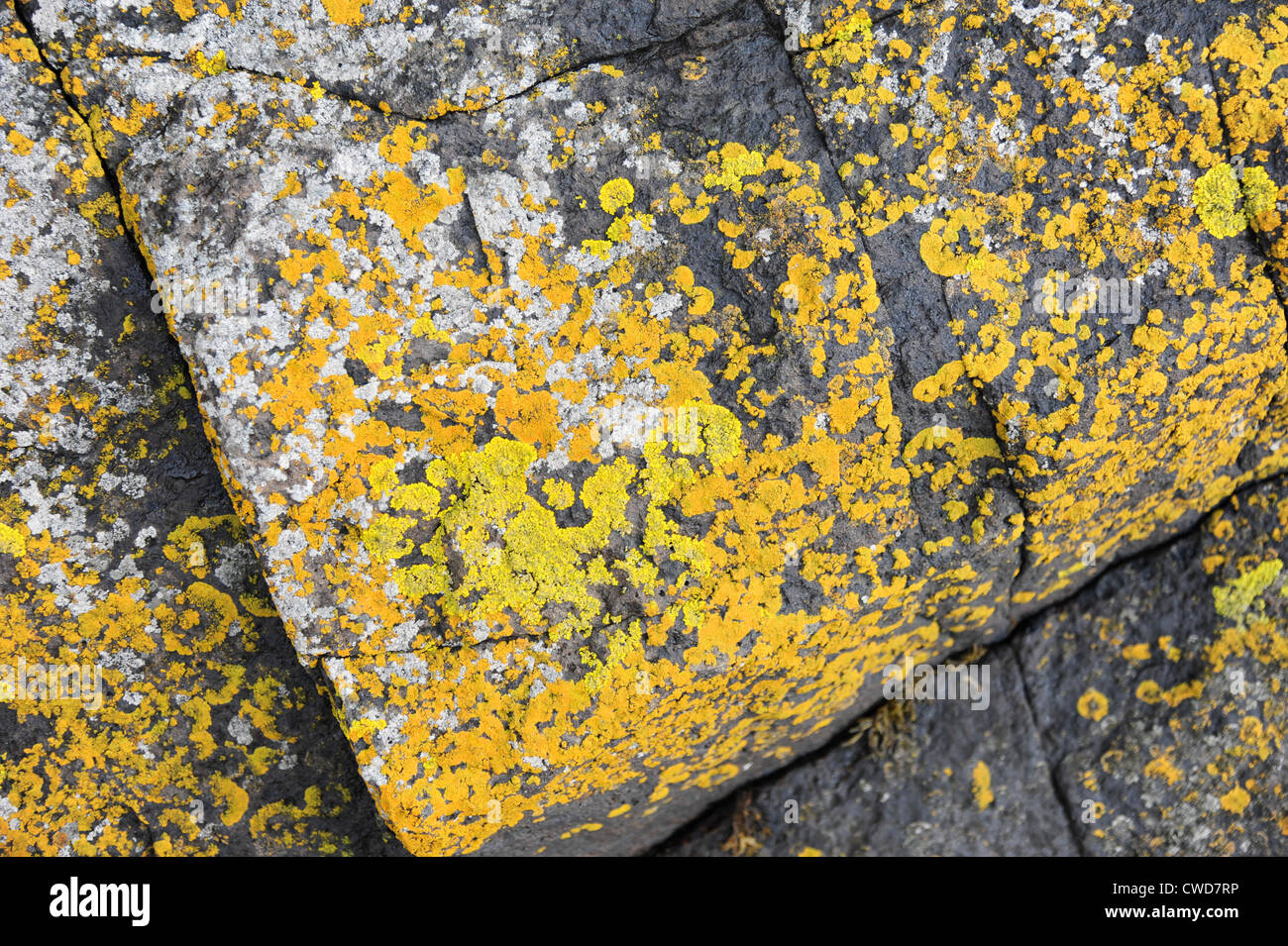 Coastal fungus hi-res stock photography and images - Alamy