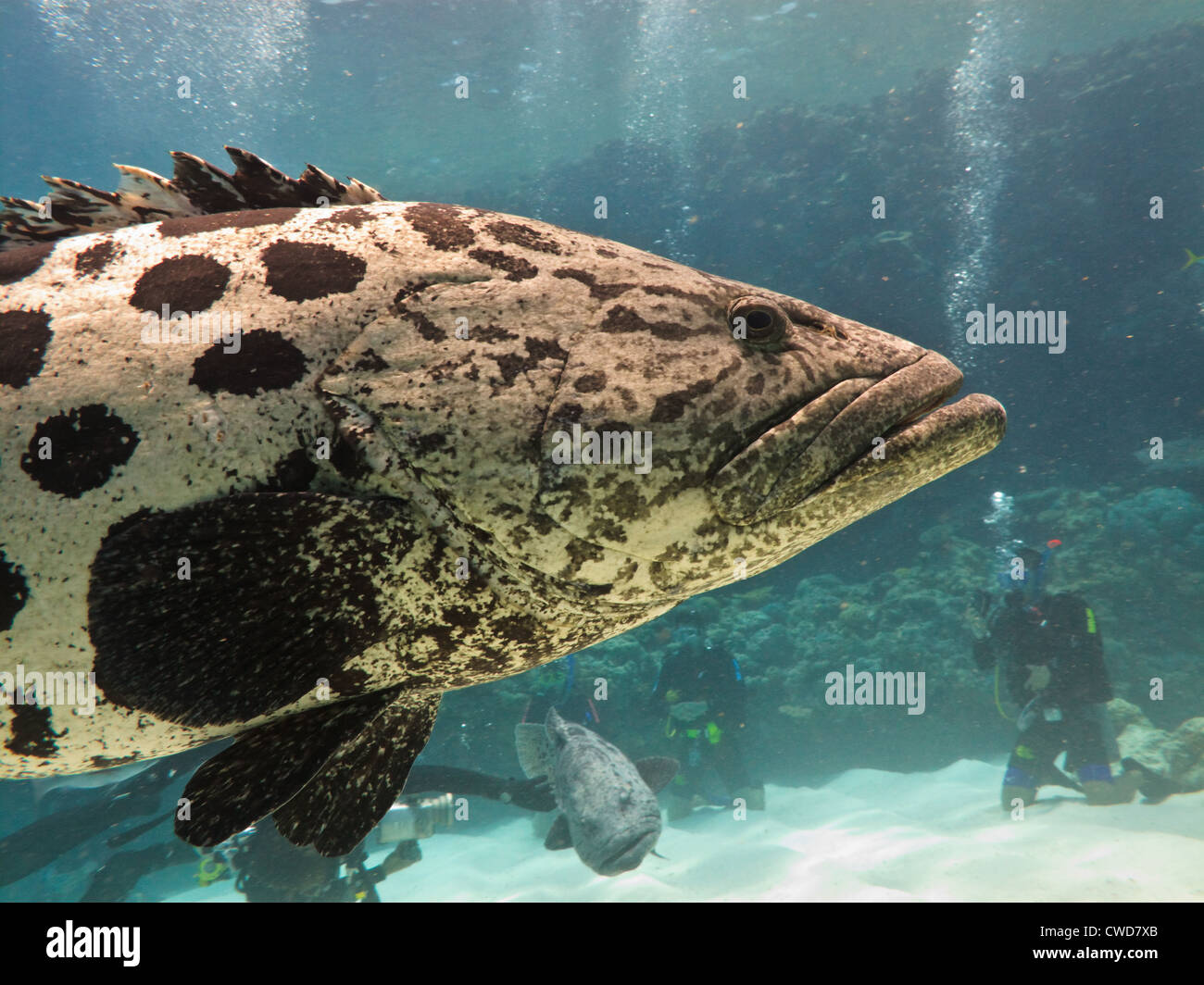 Closeup of a giant potato cod (Epinephelus tukula) head with Scuba ...