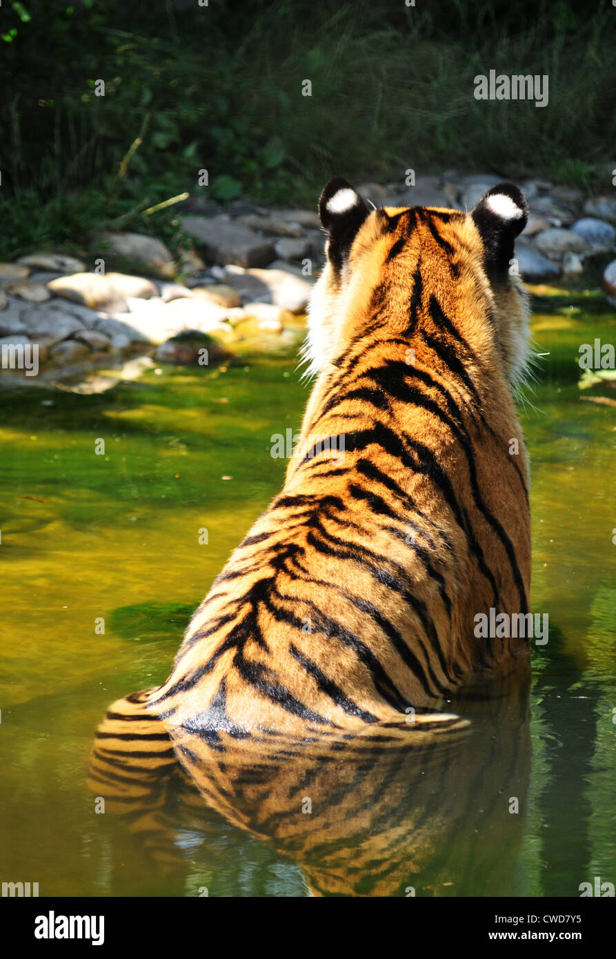 Tiger back hi-res stock photography and images - Alamy