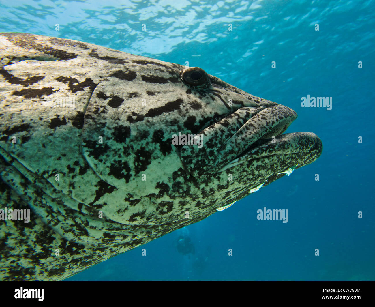 Closeup of head of Giant Potato cod (Epinephelus tukula) swimming on ...