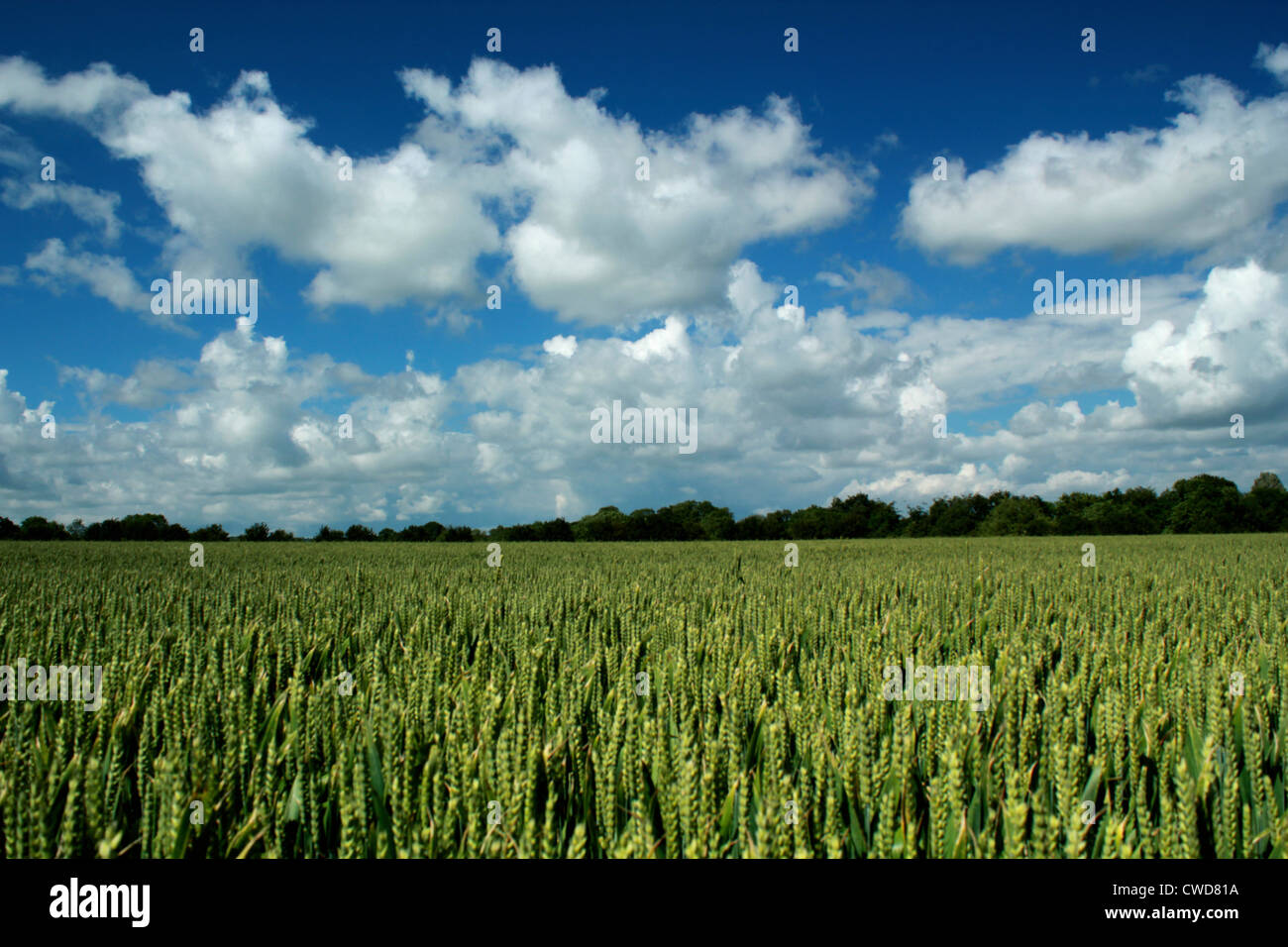 Wheat field in Spring Stock Photo - Alamy