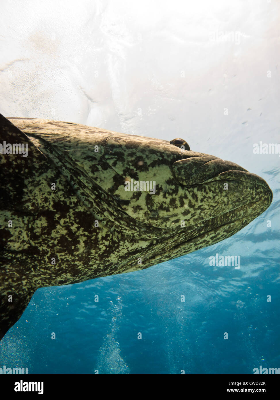 Closeup of Giant Potato cod (Epinephelus tukula) swimming on Great ...