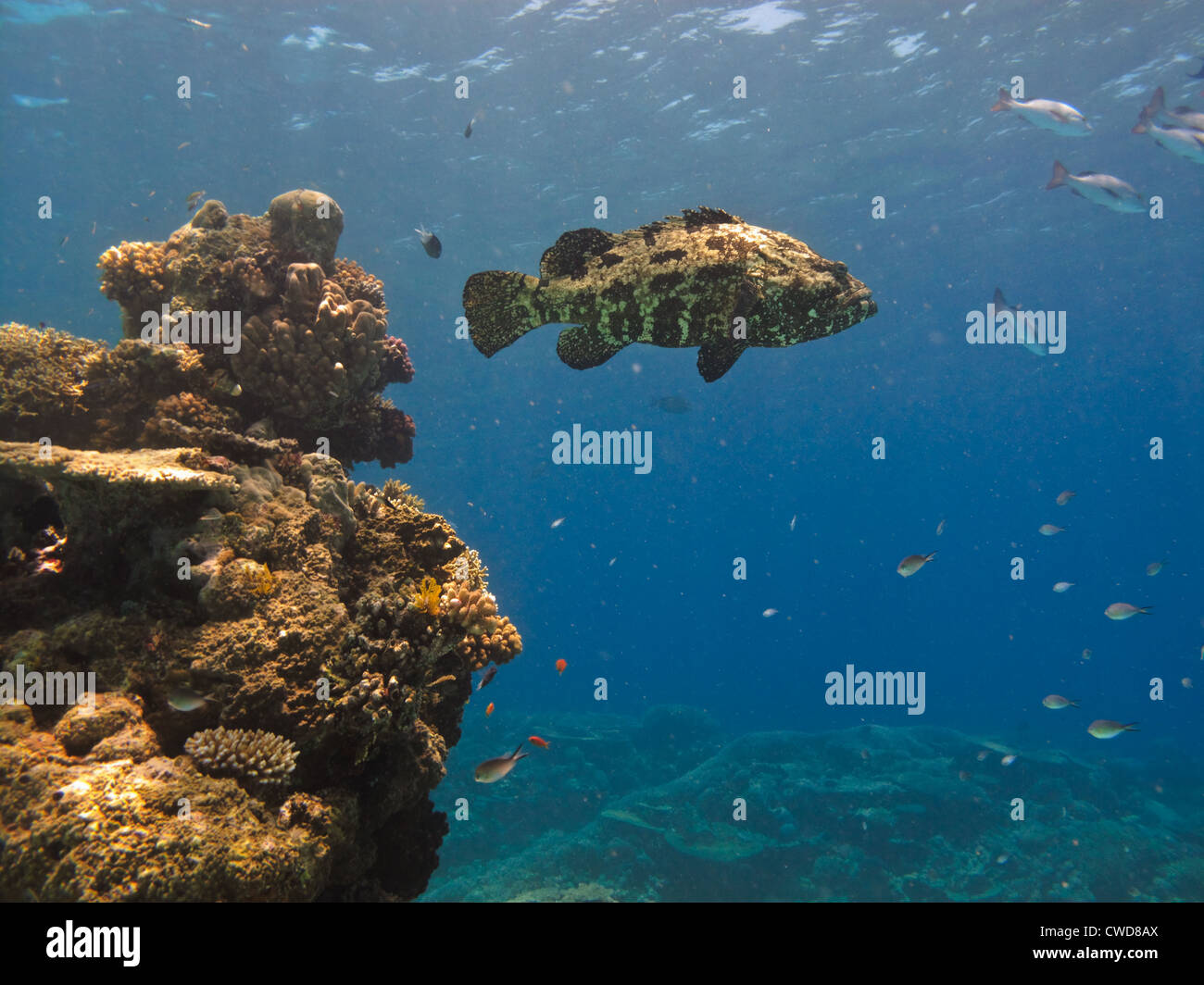 Giant Potato Cod Epinephelus tukula swims on Great Barrier Reef ...