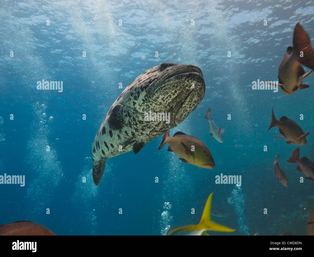 Giant Potato cod (Epinephelus tukula) swims on Great Barrier Reef ...