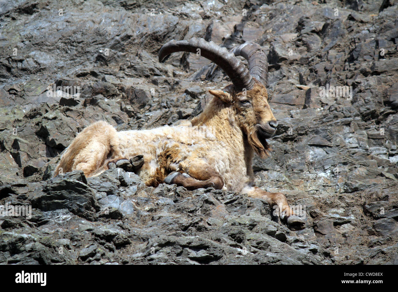 Male wild mountain goat hi-res stock photography and images - Alamy