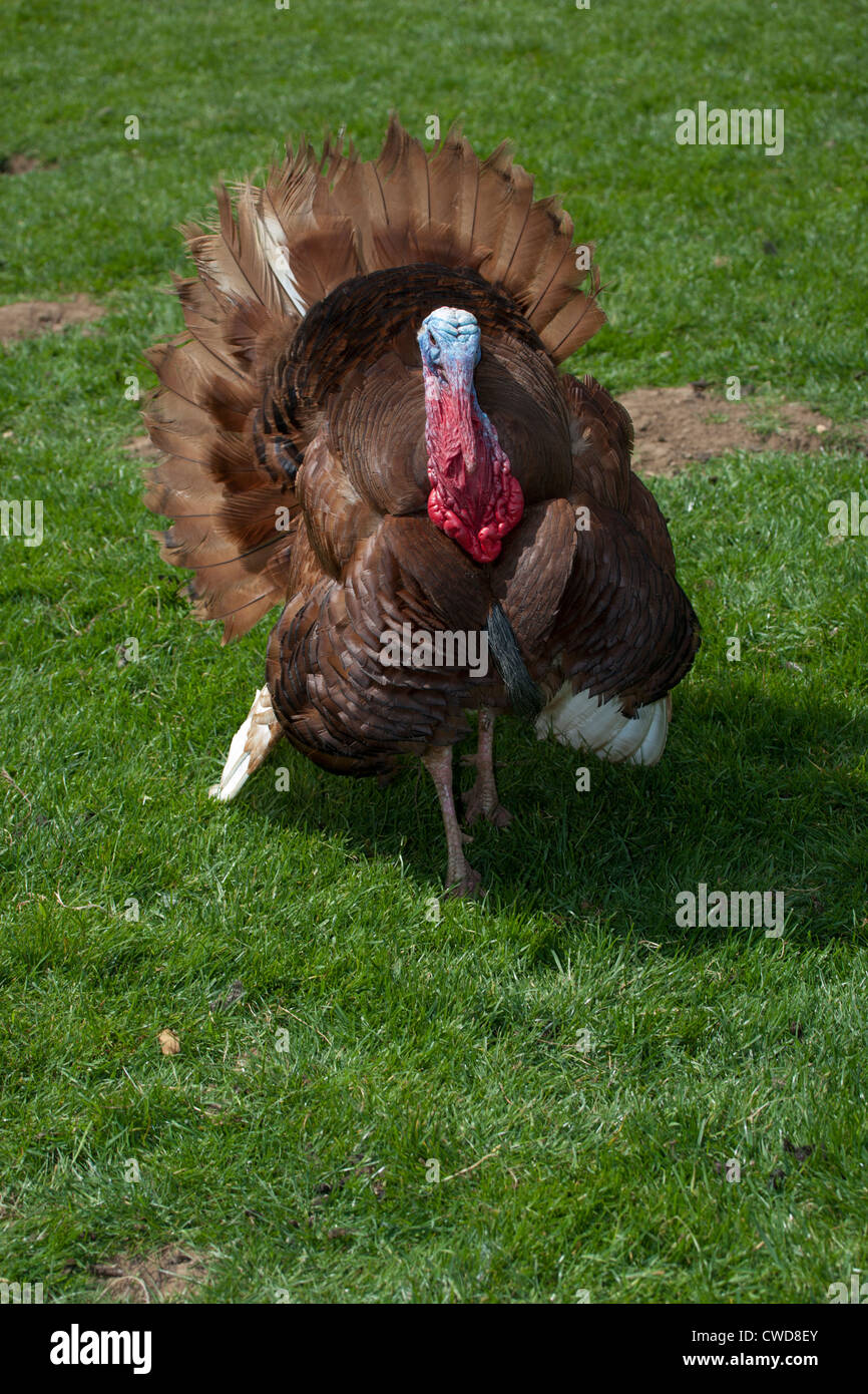 Bourbon Red Turkey Stock Photo - Alamy