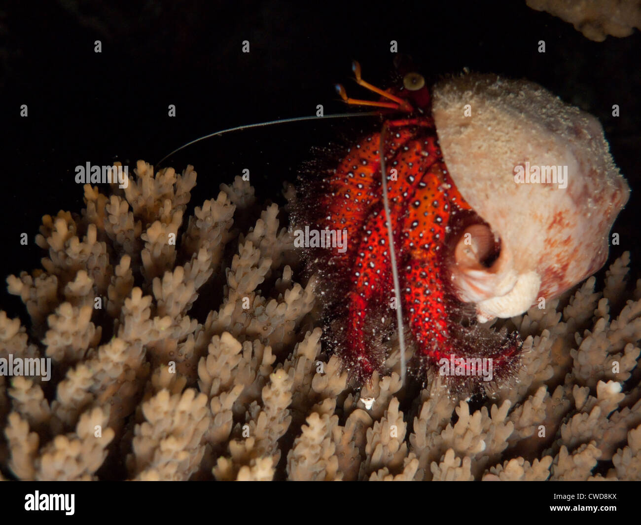 Orange hermit crab, Anthropoda Paguroidea, at night crawling on stony ...