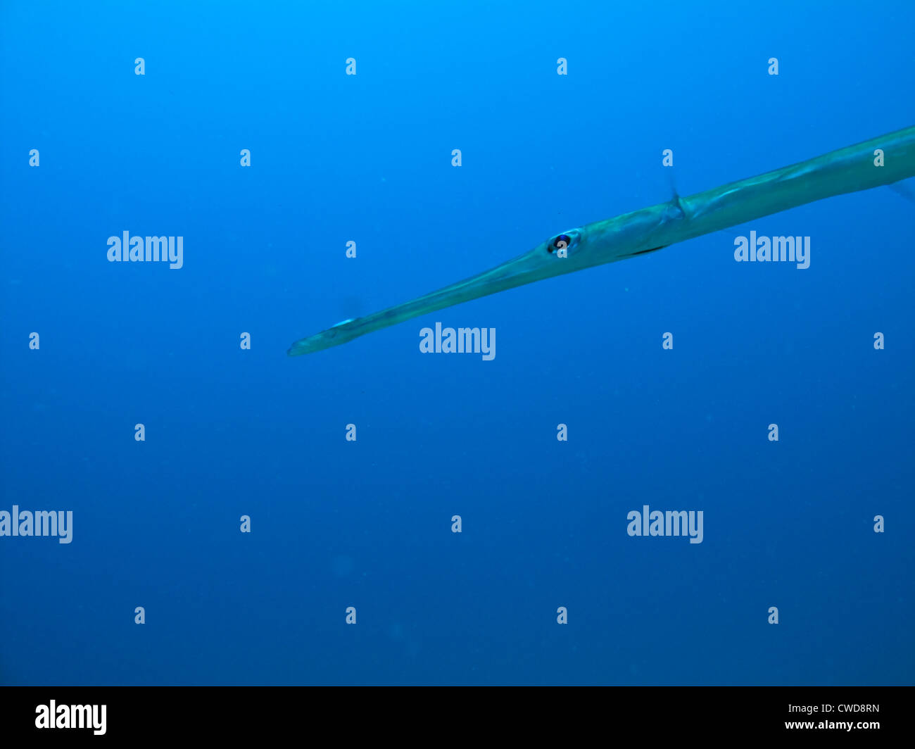 Closeup of the head of an isolated Needlefish swimming on the Great ...