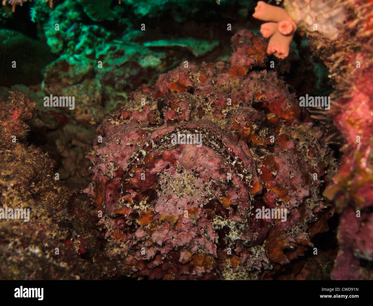 Poisonous underwater life hi-res stock photography and images - Alamy