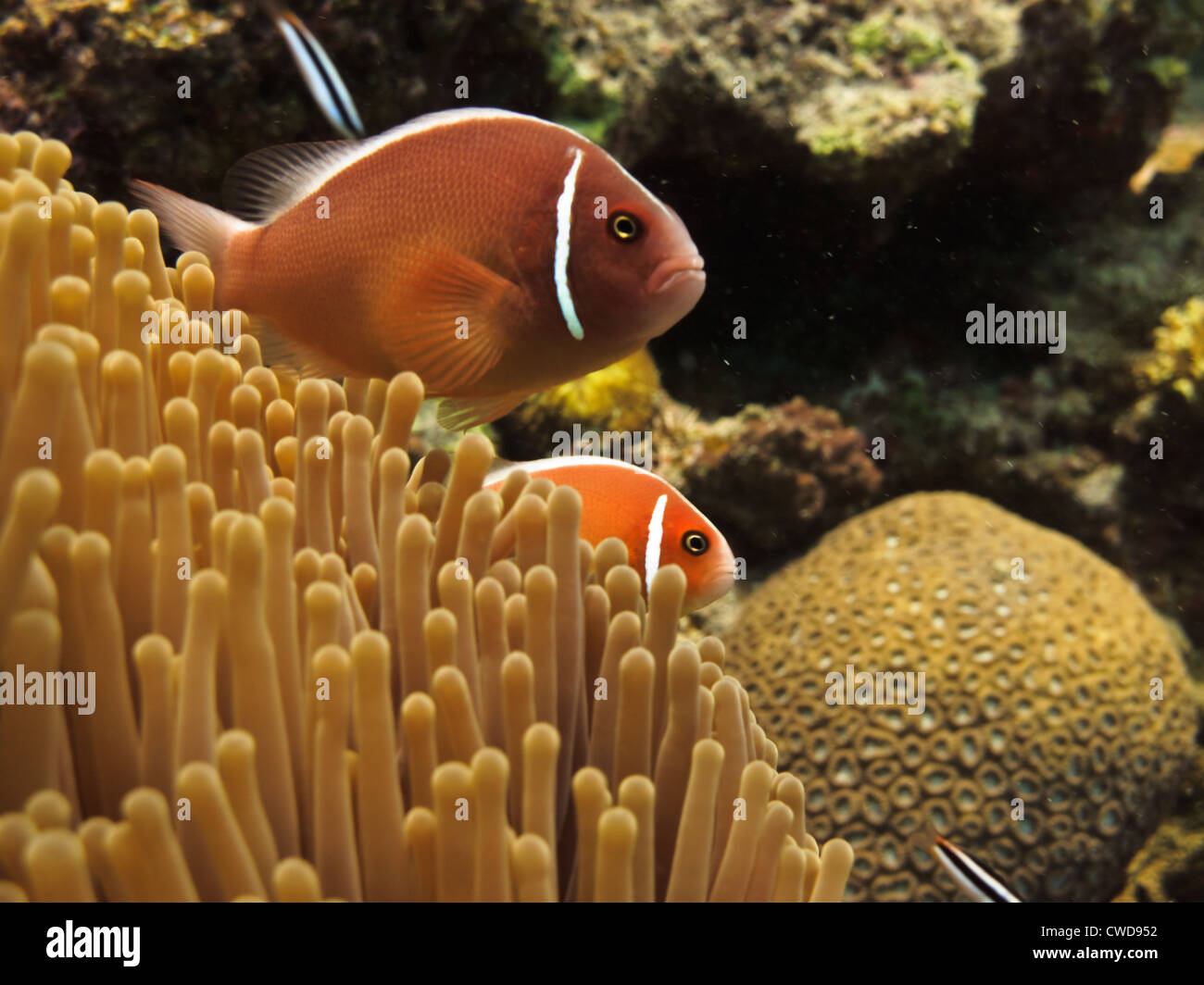 Orange clown fish swimming amidst brain coral and other hard stony ...
