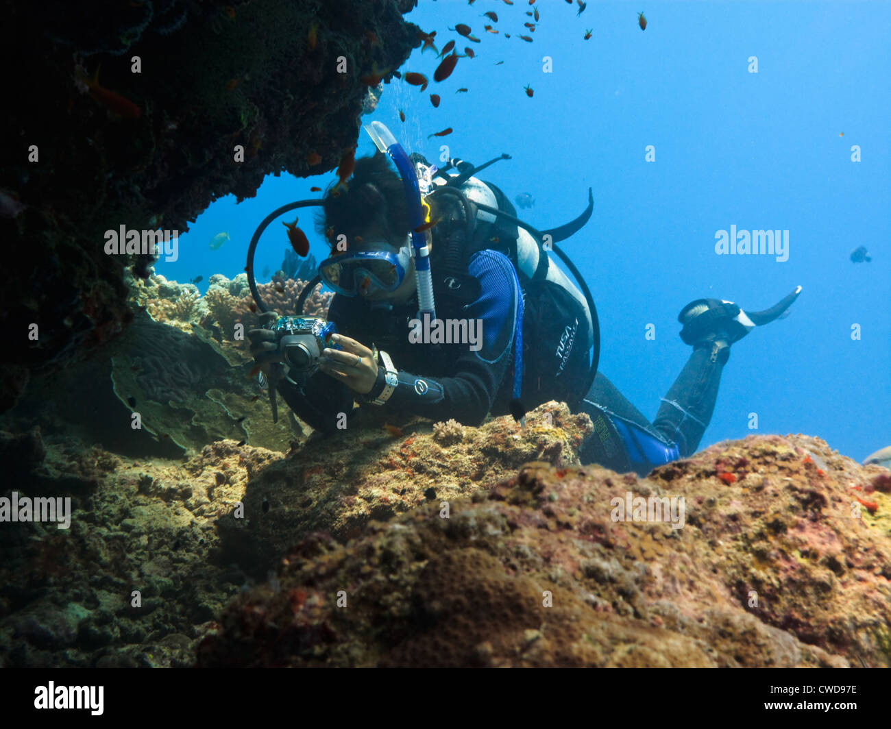 Closeup of Scuba diver taking macro photos of marine life on the Great ...