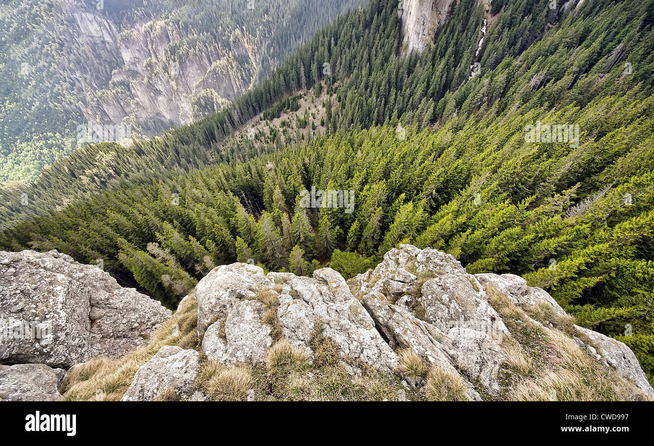 Trees top down view hi-res stock photography and images - Alamy
