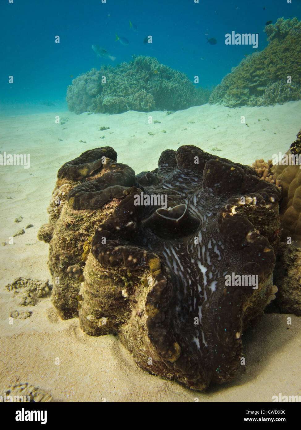 Giant clam great barrier reef hi-res stock photography and images - Alamy