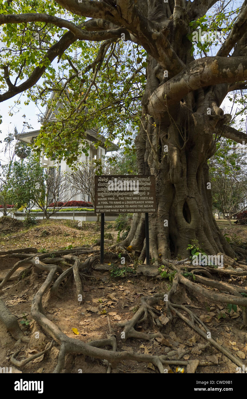 Vertical view of the 'Magic Tree' so called as music was played here to ...