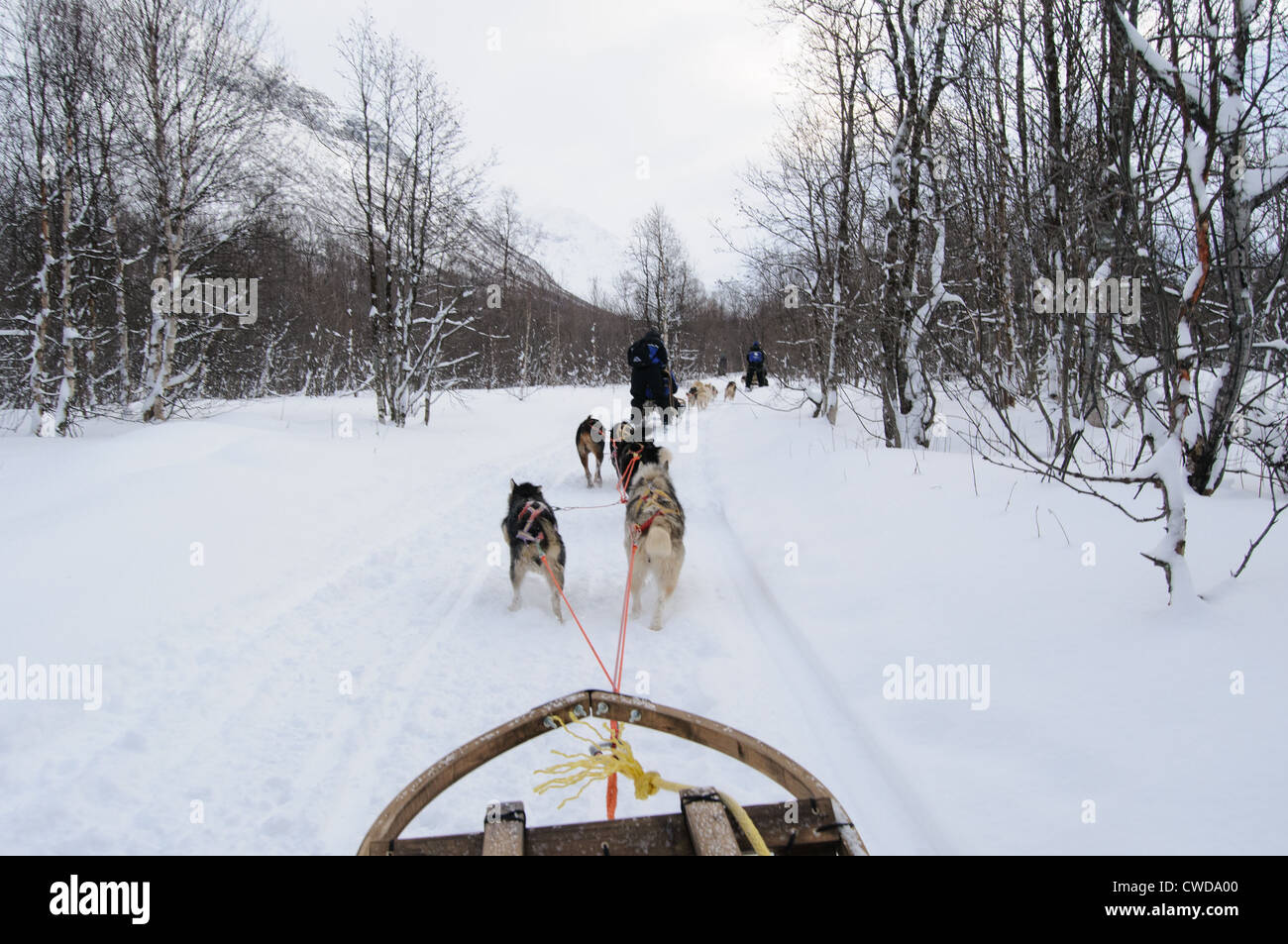 Hondenslee hi-res stock photography and images - Alamy