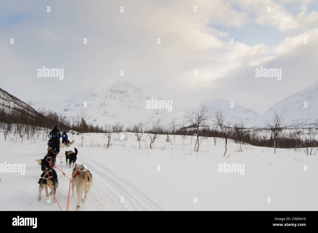 Dog sledding in northern Norway in Tamok Valley near Tromso Stock Photo ...