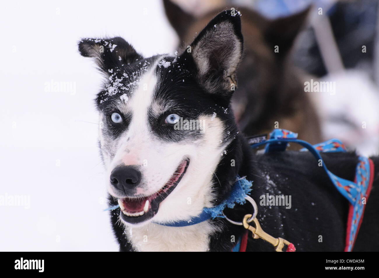 Dog sledding in northern Norway in Tamok Valley near Tromso Stock Photo ...