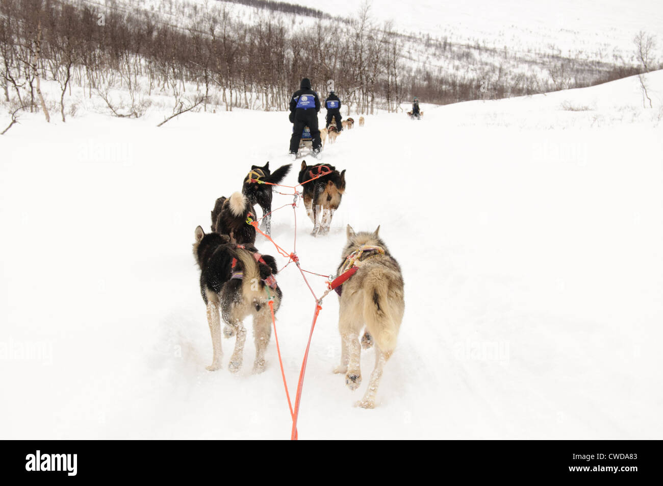 Dog sledding in northern Norway in Tamok Valley near Tromso Stock Photo ...