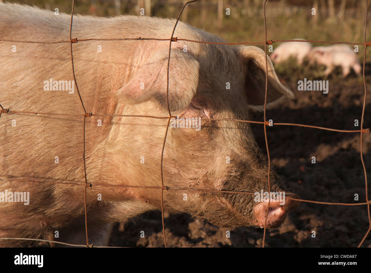 Happy Pig Portrait Stock Photo - Alamy