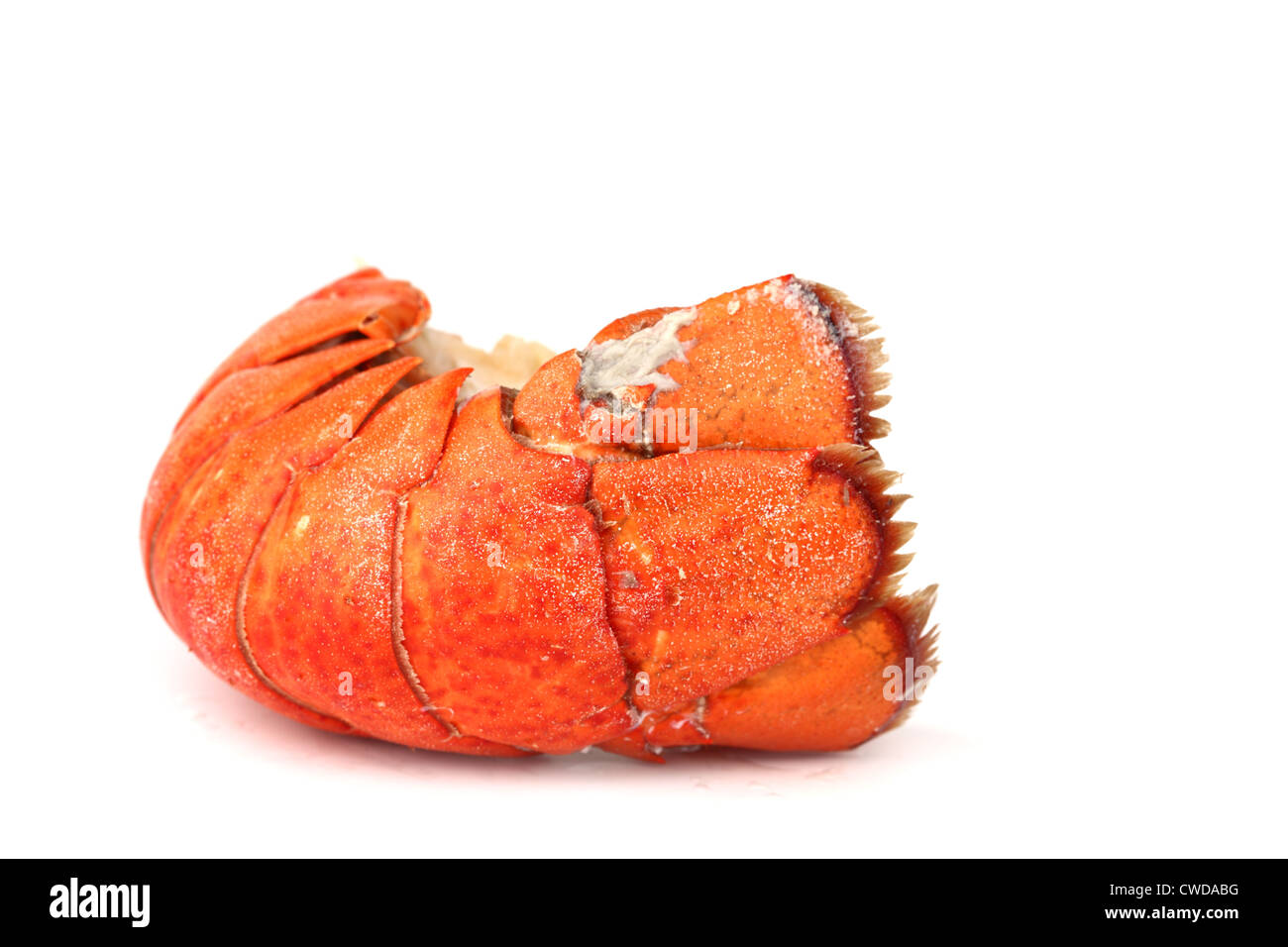 Lobster tail shell carapace hi-res stock photography and images - Alamy