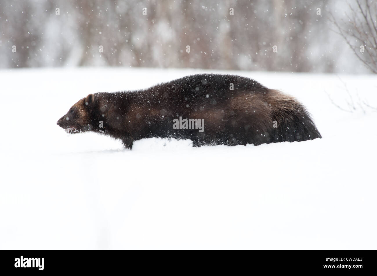 Wolverine animal hi-res stock photography and images - Alamy