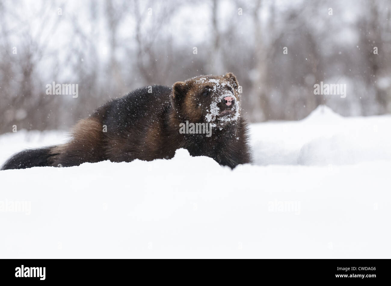Wolverine in snow, Norway Stock Photo - Alamy
