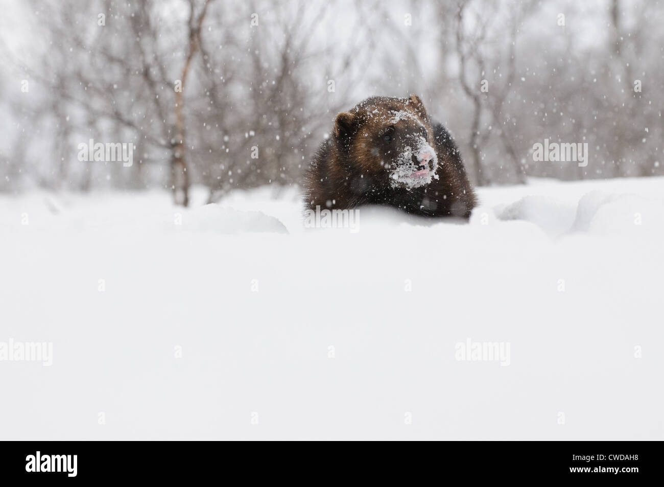 Wolverine in snow, Norway Stock Photo - Alamy