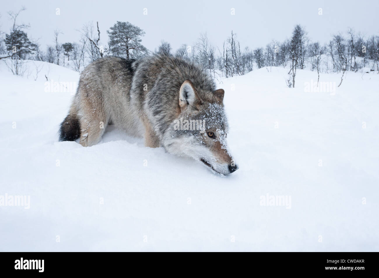 Wolf in snow Stock Photo - Alamy