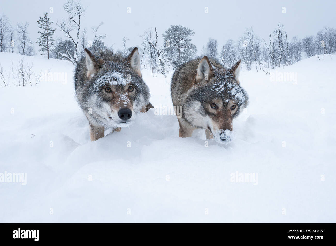 Two captive gray wolves hi-res stock photography and images - Alamy