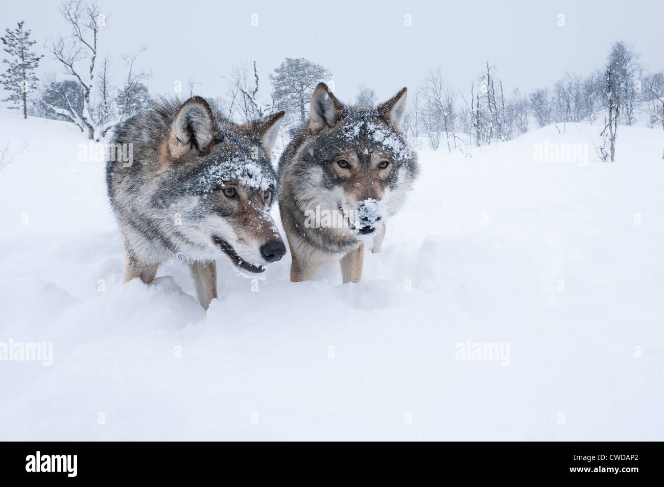 Two wolves in snow Stock Photo - Alamy