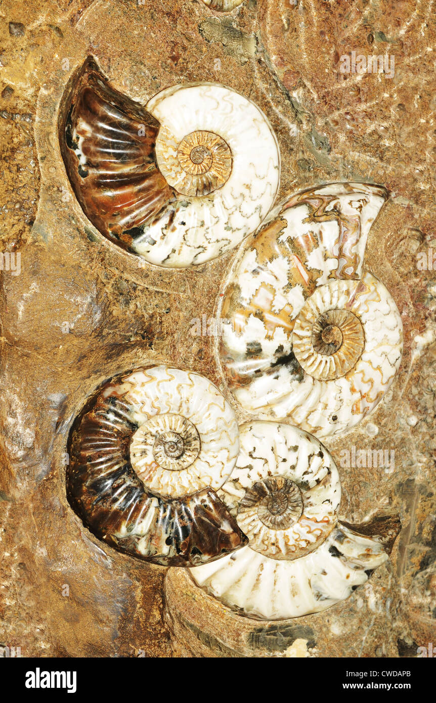 Various shells texture suitable as background Stock Photo - Alamy