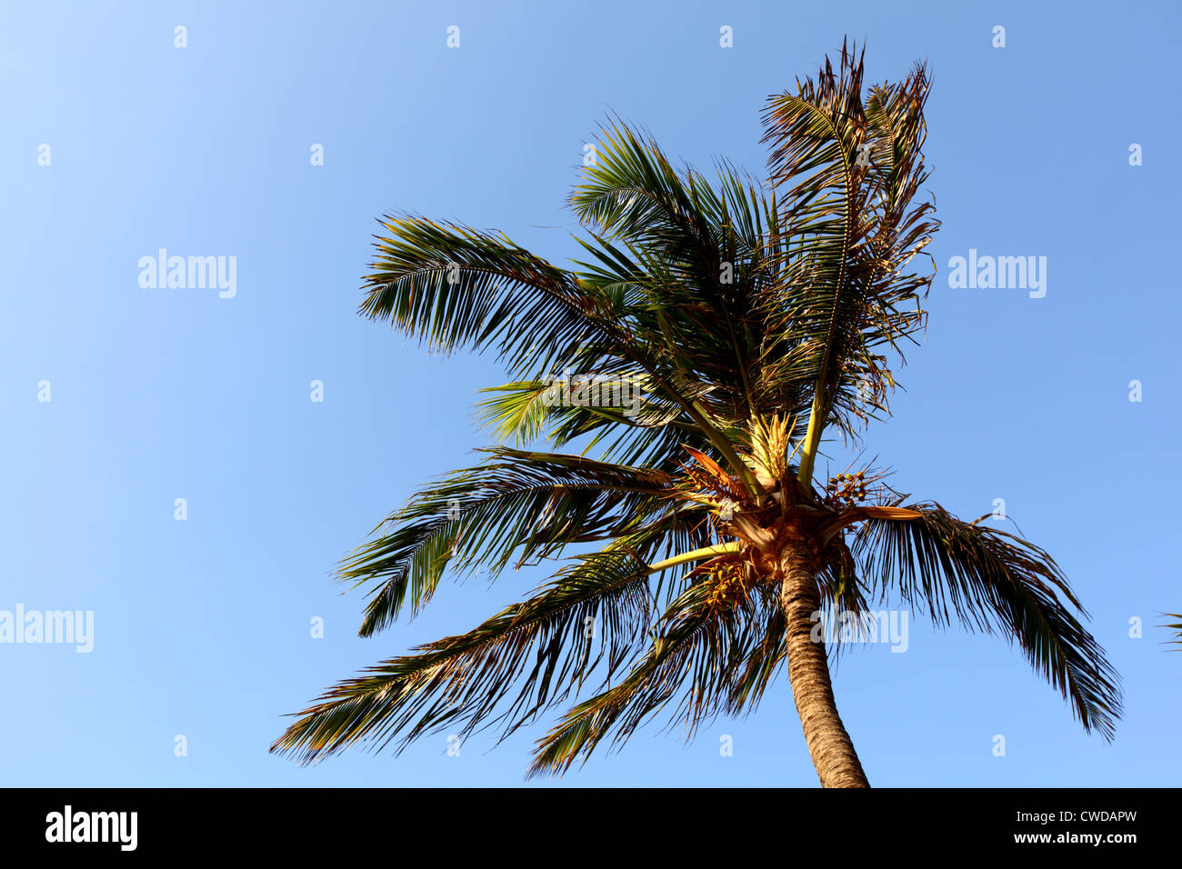 palm green foliage in blue sky Stock Photo - Alamy