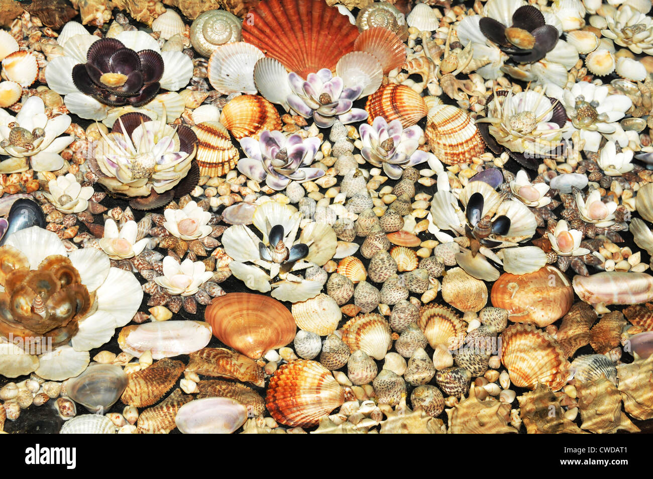 Various shells texture suitable as background Stock Photo - Alamy