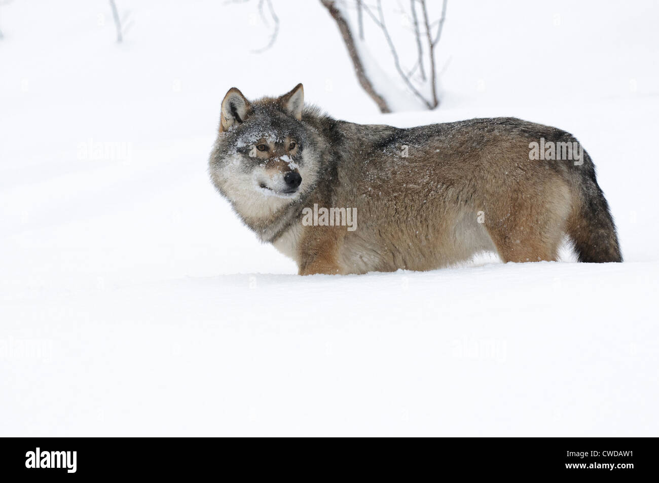 Wolf in snow Stock Photo - Alamy
