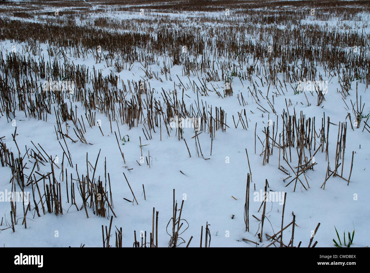 Snow covered field with stubble Stock Photo - Alamy