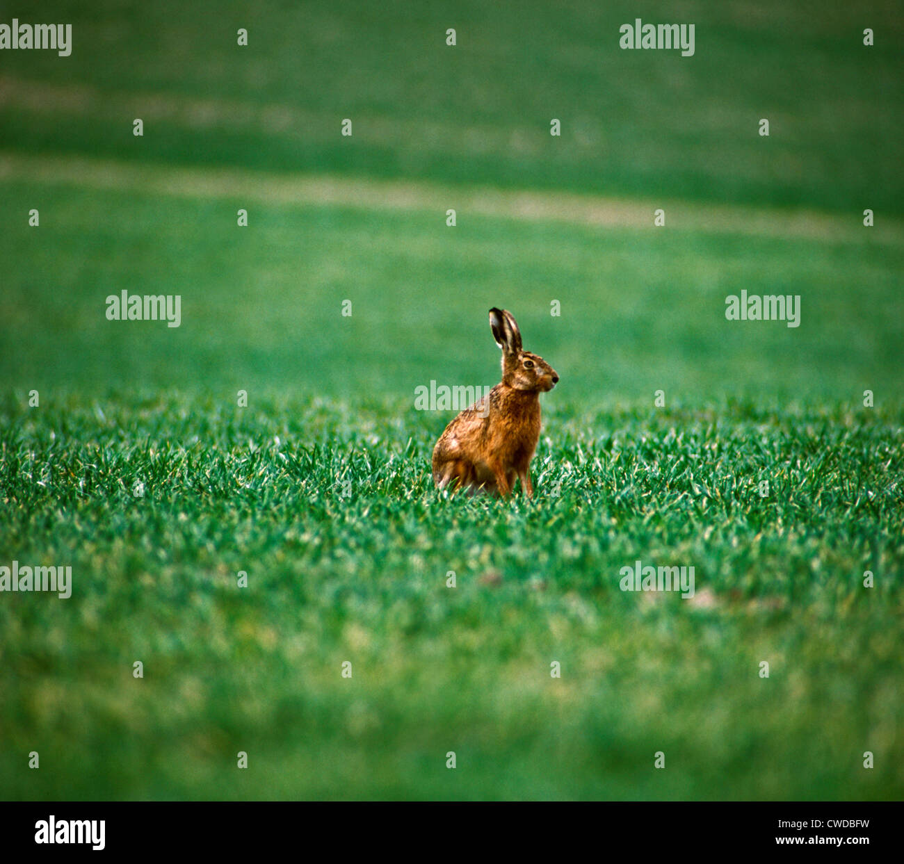 Hares And Rabbits High Resolution Stock Photography and Images - Alamy