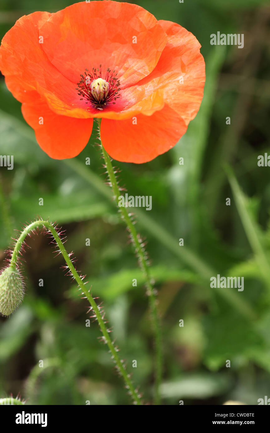 Norfolk poppy papaver red flower hi-res stock photography and images ...
