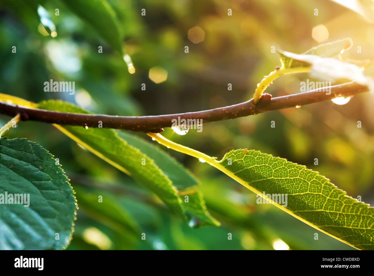 Branch with waterdrop Stock Photo - Alamy