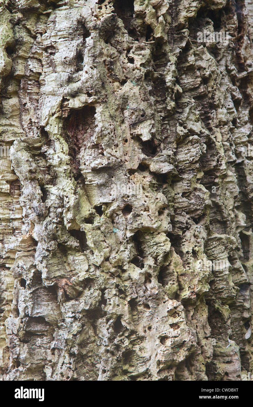 A Cork tree close up Stock Photo - Alamy