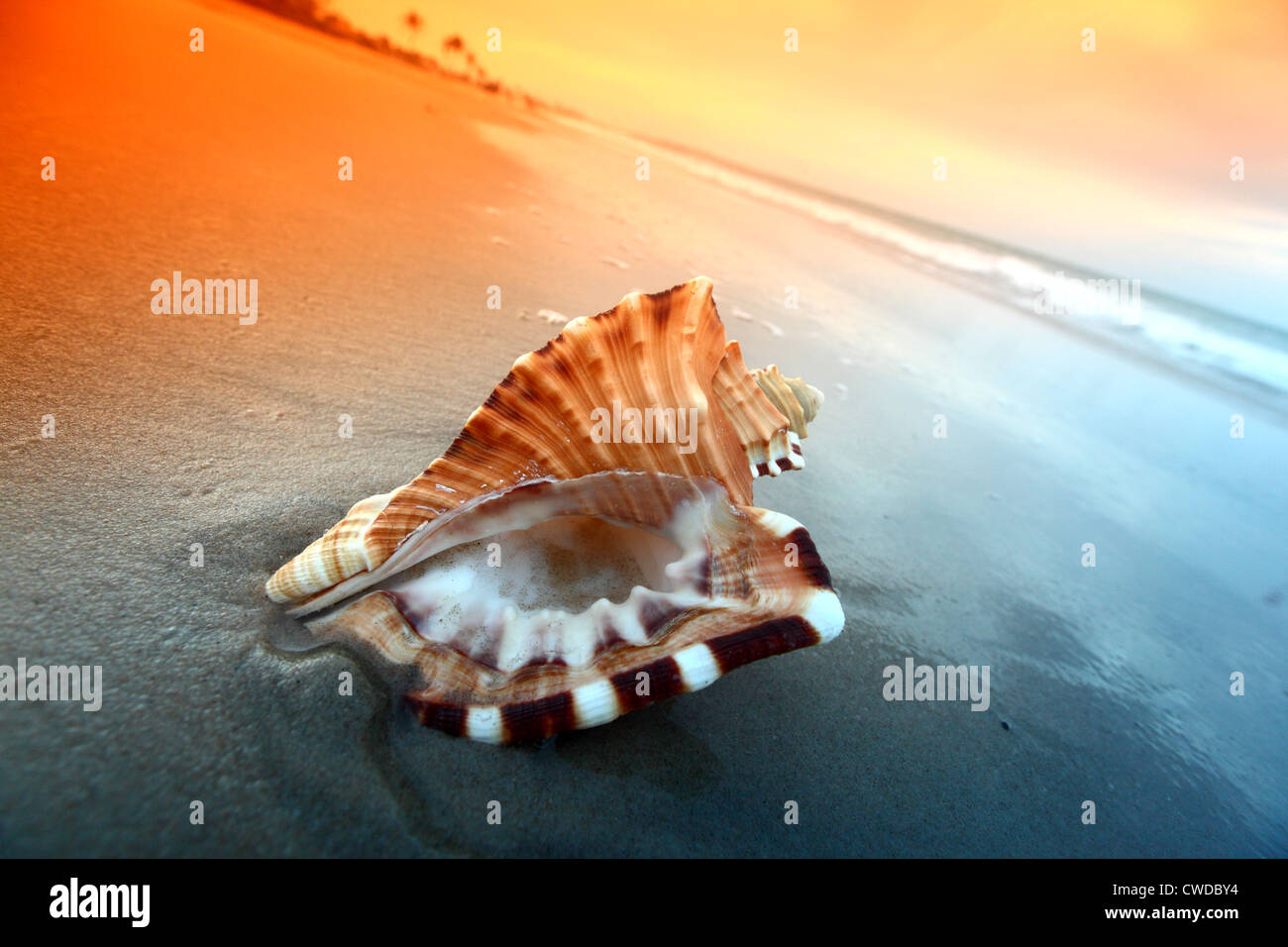 shell on sand under sunset sky Stock Photo - Alamy