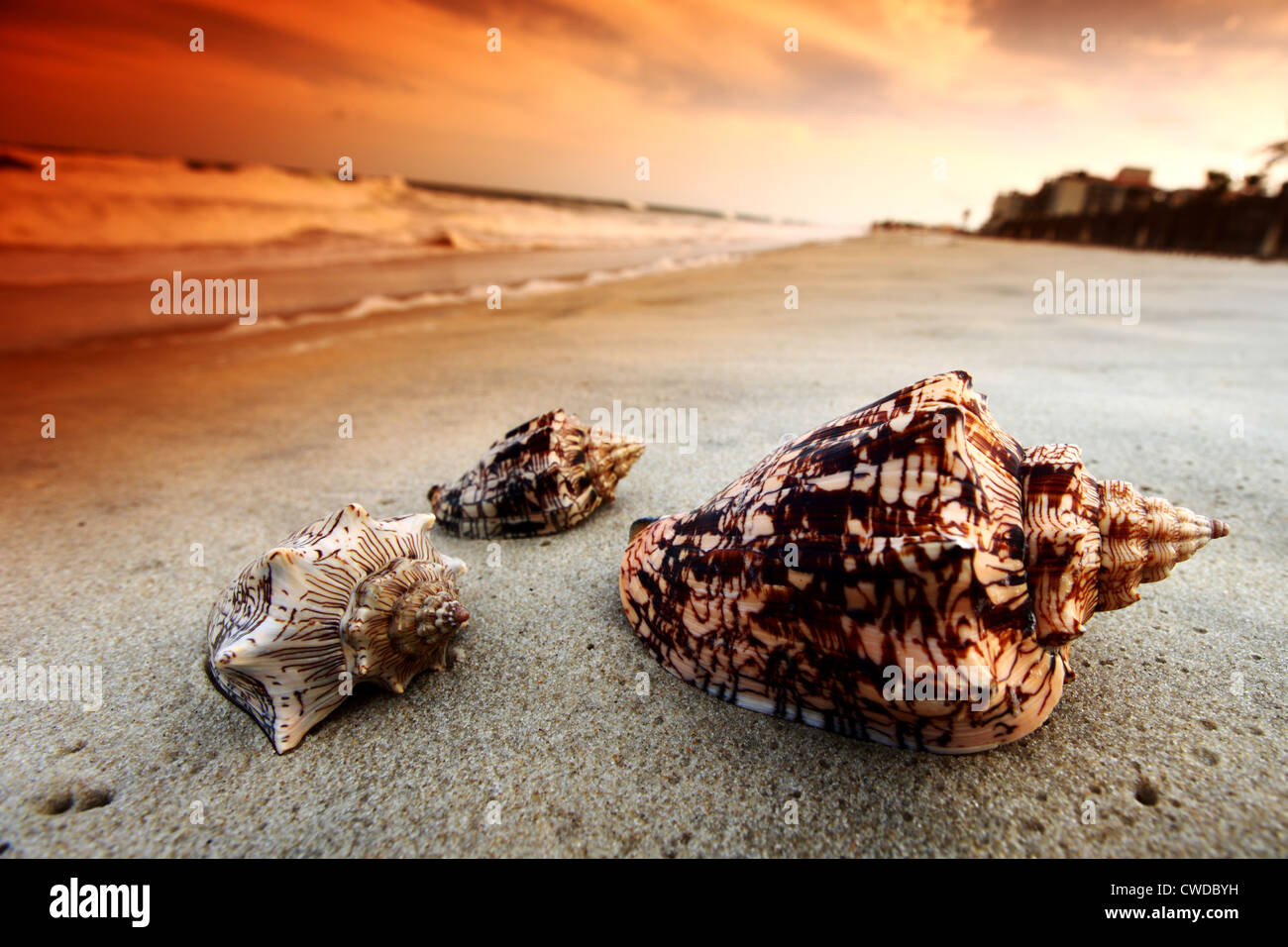 shell on sand under sunset sky Stock Photo - Alamy