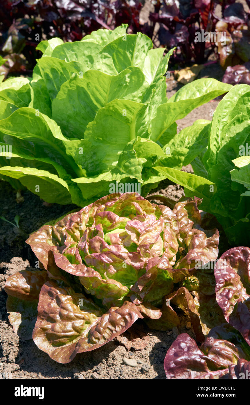 Two different varieties of lettuce - red leaf and a cos variety Stock ...