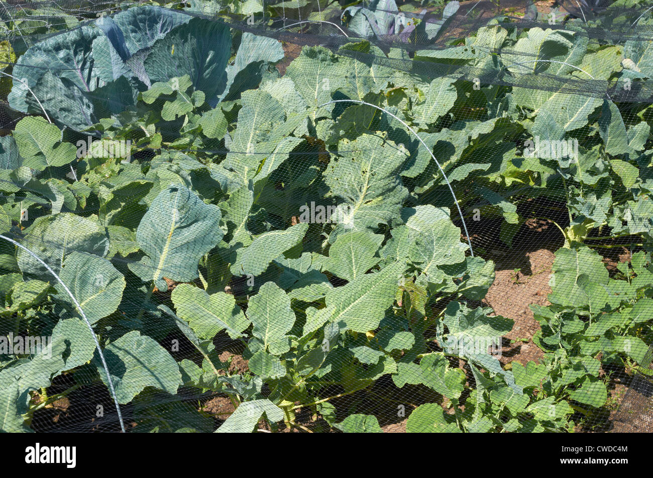 Growing cabbages of various ages protected from butterflies an cabbage ...