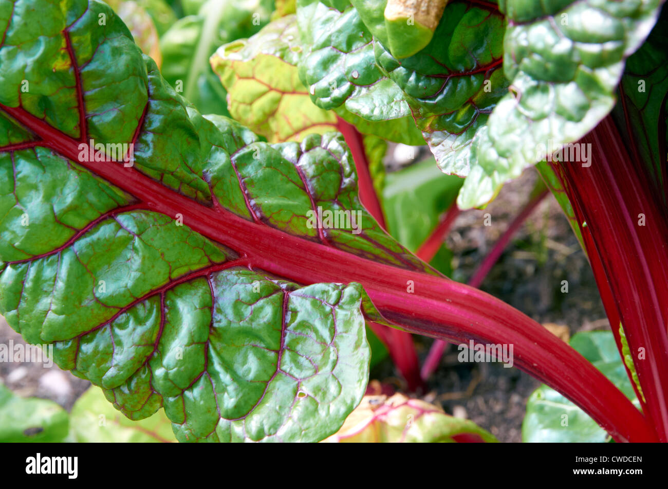 close-up of red chard leaf and stem Stock Photo - Alamy